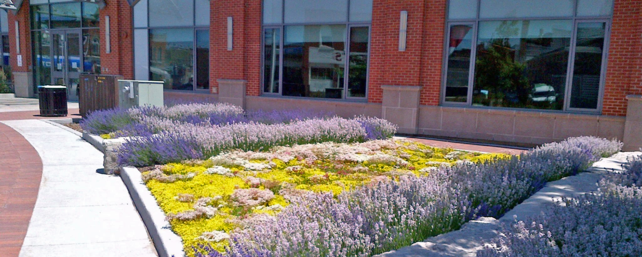 Collingwood Public Library & Green Roof - Envision Tatham